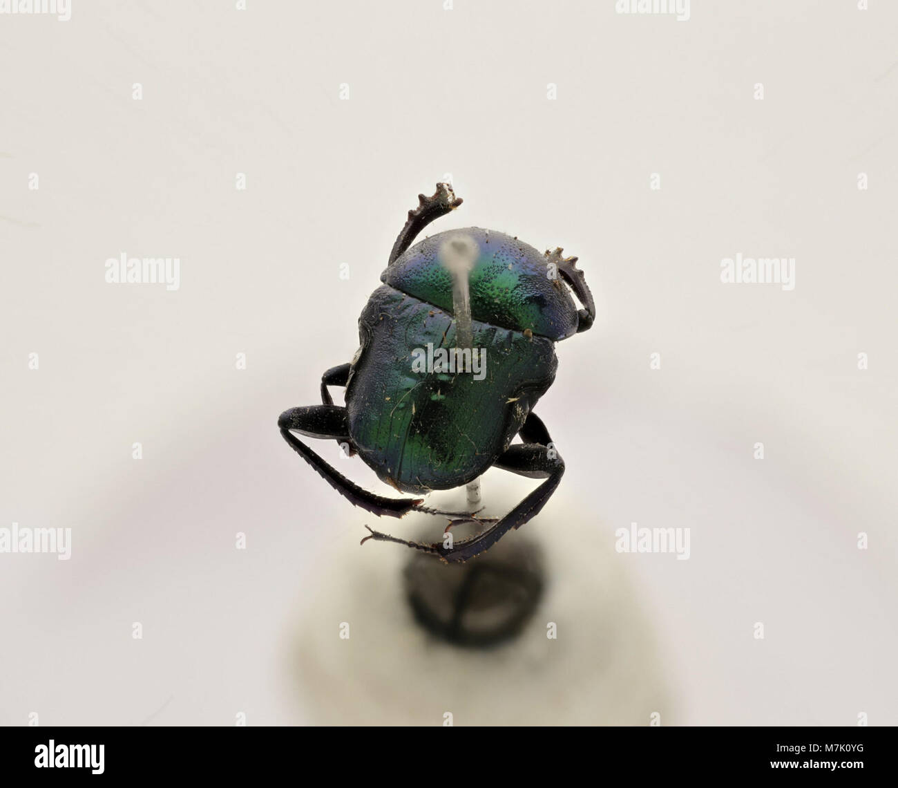 Gymnopleurus laeviusculus (Zoosphere 140 095 Stock Photo - Alamy