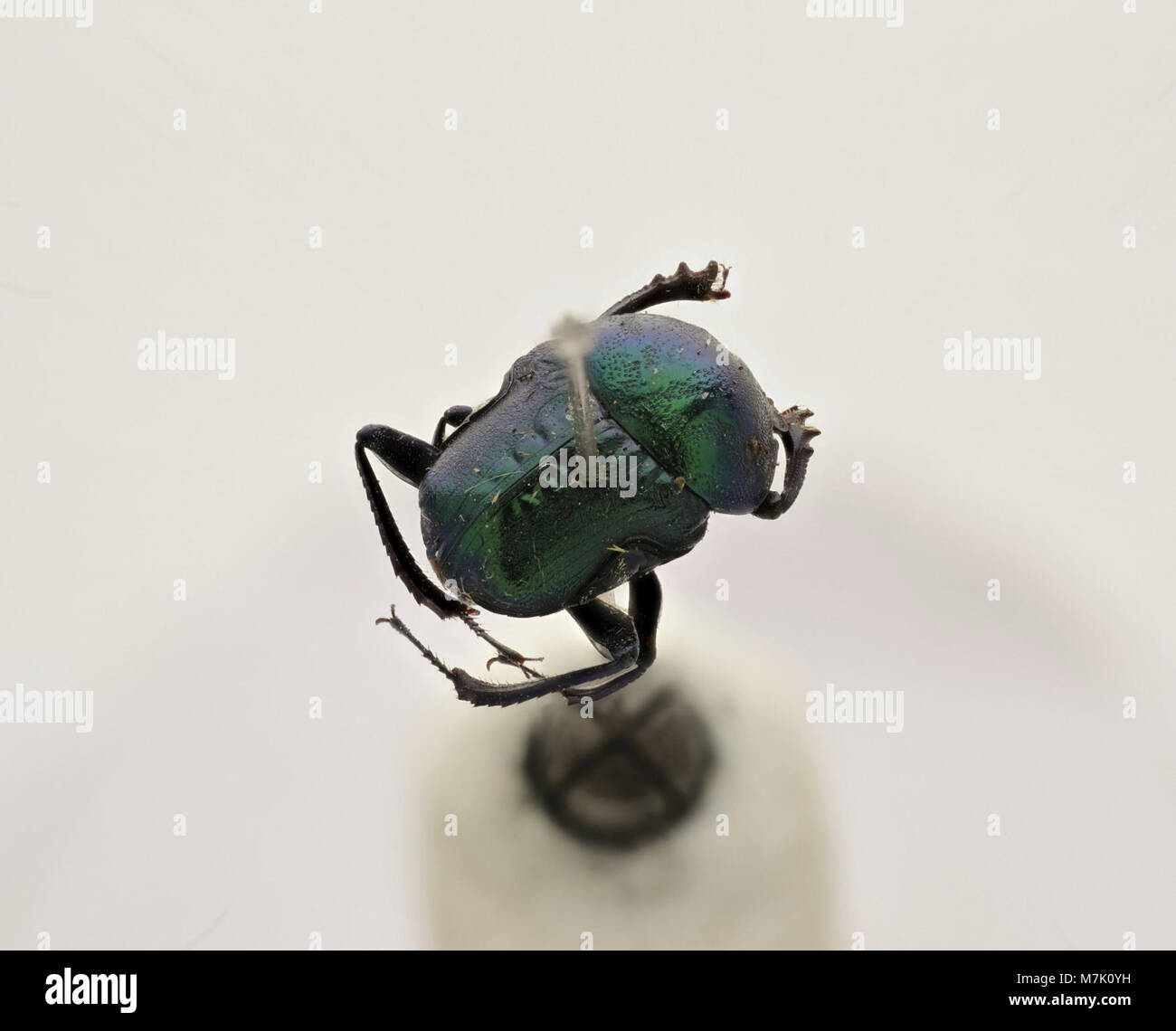 An image of the beetle species Gymnopleurus laeviusculus, part of the ...