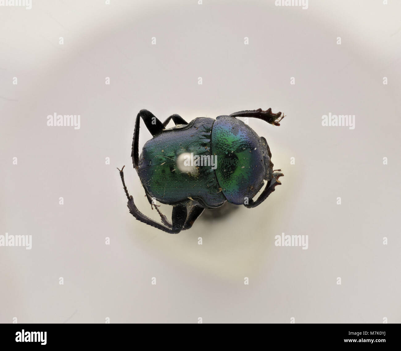 Gymnopleurus laeviusculus (Zoosphere 140 097 Stock Photo - Alamy
