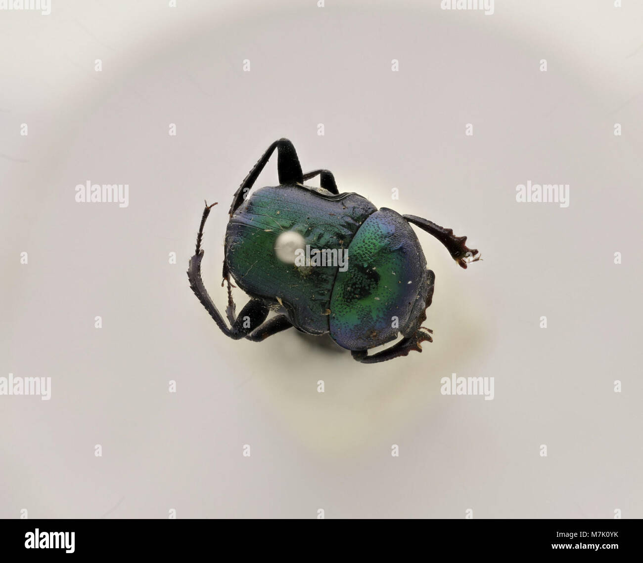 Gymnopleurus laeviusculus, a species of scarab beetle, is featured in ...