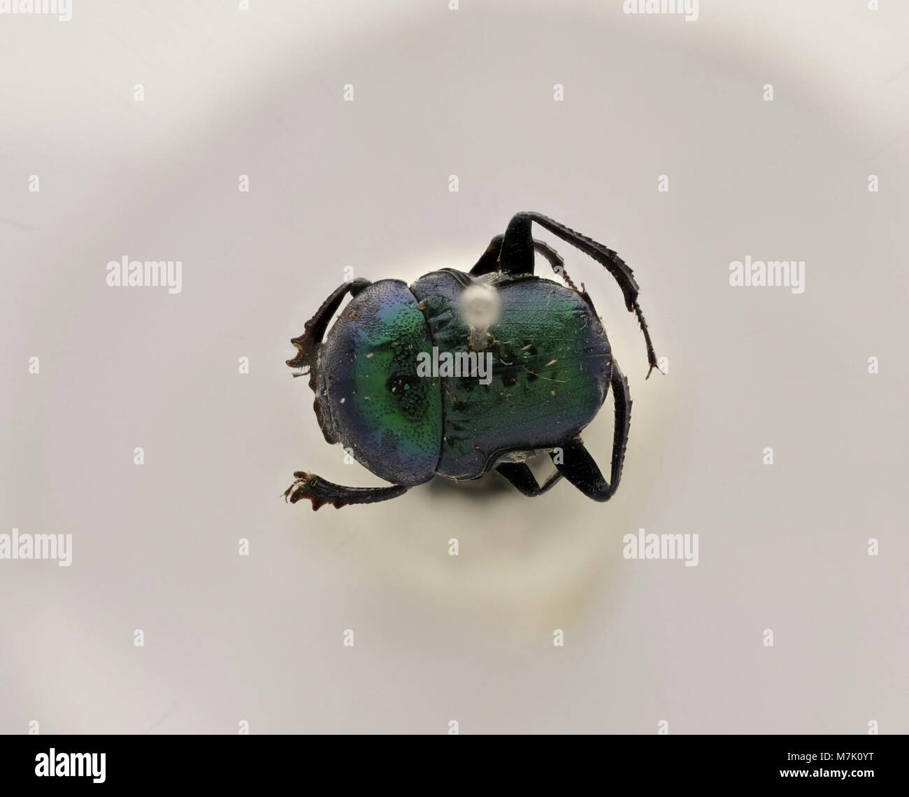 Gymnopleurus laeviusculus (Zoosphere 140 103 Stock Photo - Alamy