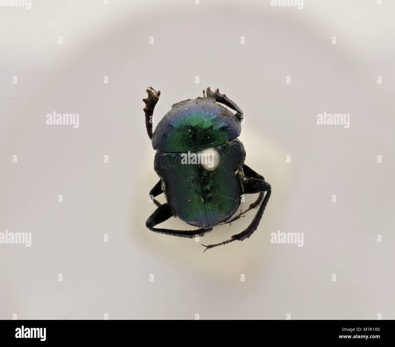 Gymnopleurus laeviusculus, a species of dung beetle, identified and ...