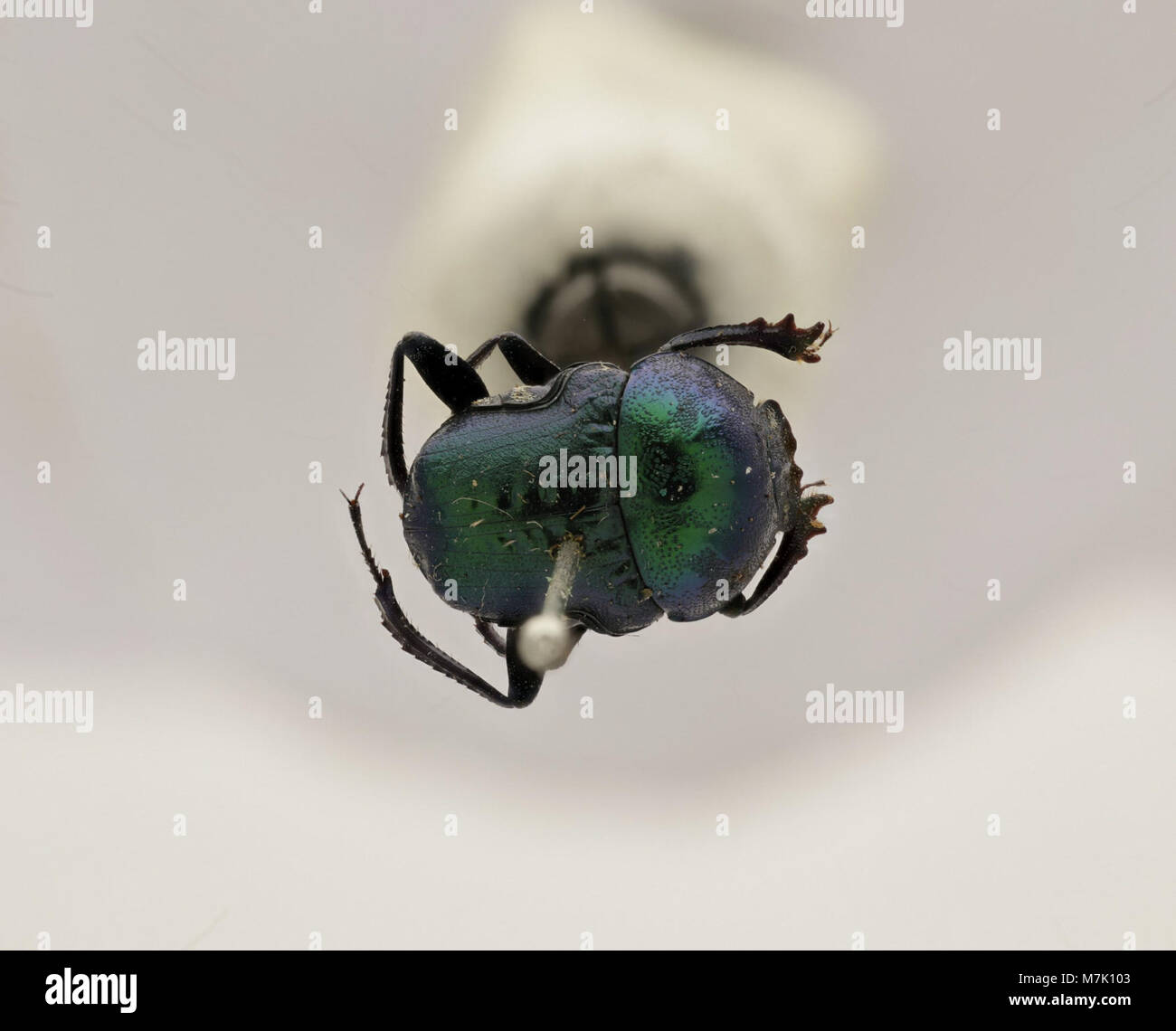 An image of Gymnopleurus laeviusculus, a species of dung beetle in the ...