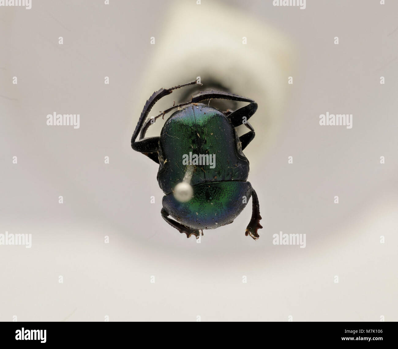 Scientific illustration of Gymnopleurus laeviusculus, a species of dung ...