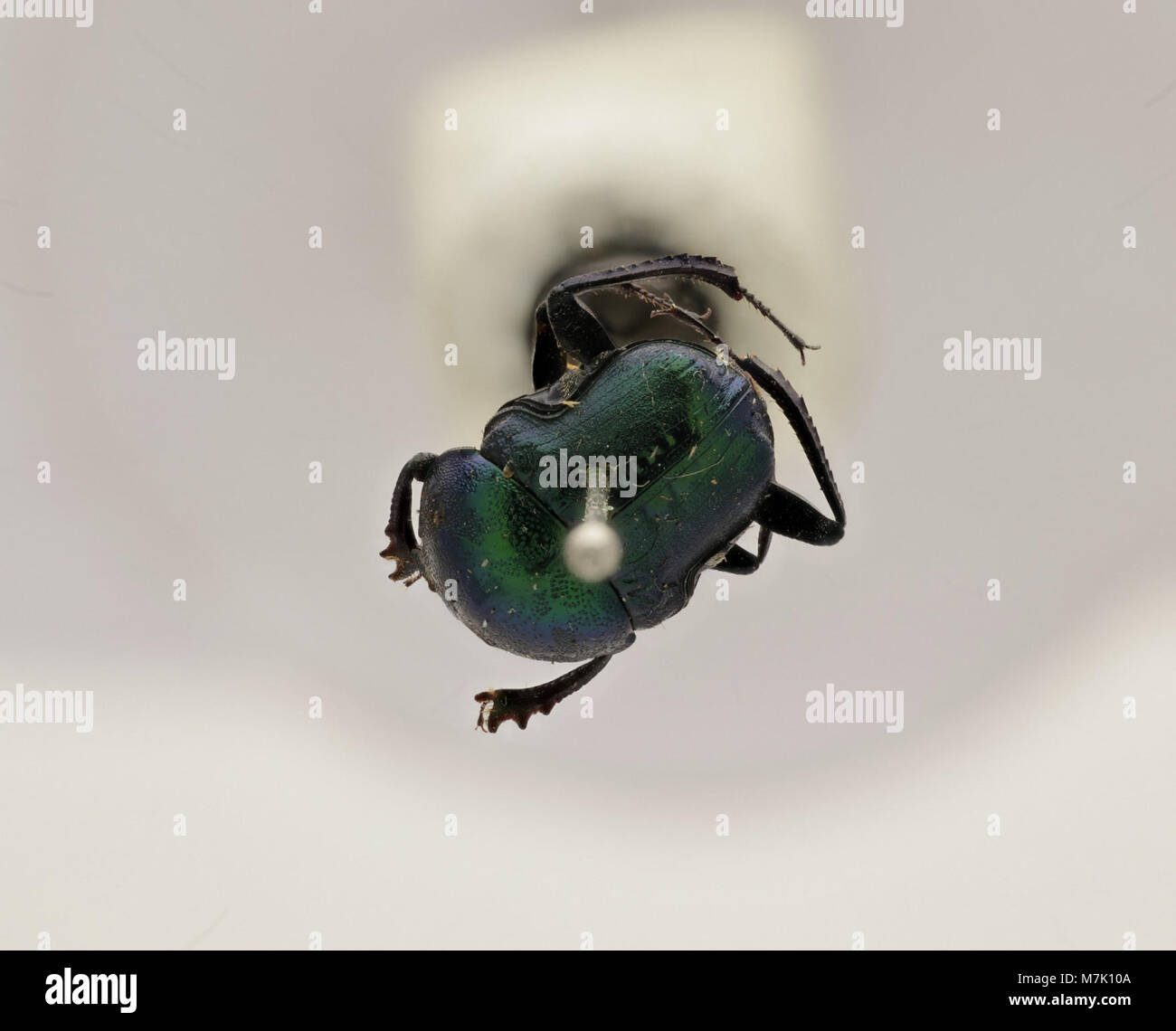 This image features Gymnopleurus laeviusculus, a species of dung beetle ...