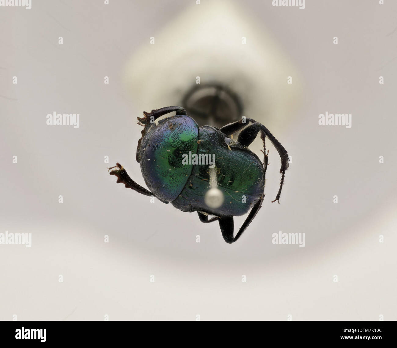 Gymnopleurus laeviusculus (Zoosphere 140 116 Stock Photo - Alamy