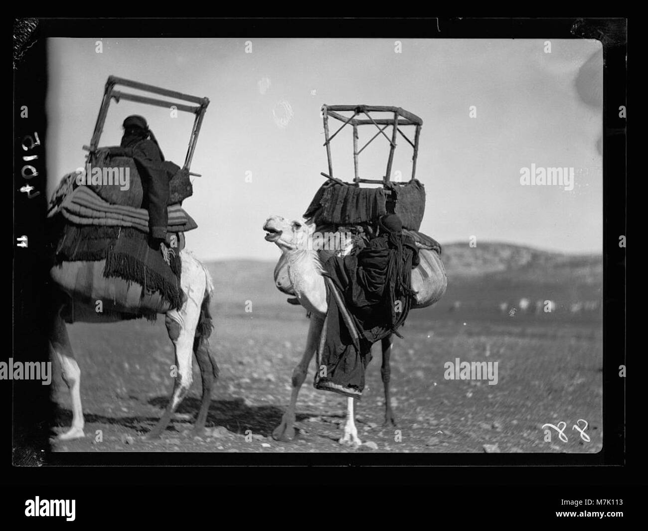 Camel jordan Black and White Stock Photos & Images - Alamy