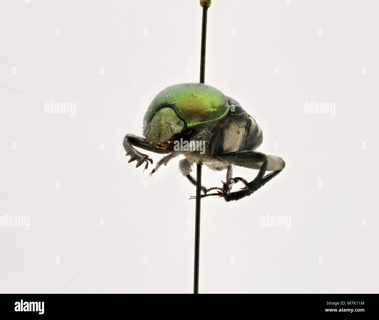 Gymnopleurus sericeifrons (Zoosphere 144 029 Stock Photo - Alamy