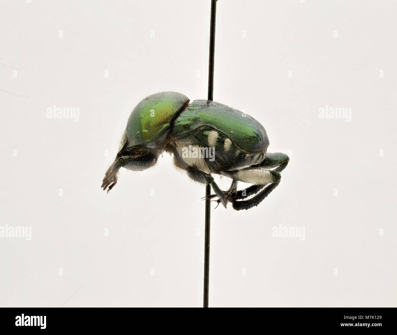 Gymnopleurus sericeifrons is a species of dung beetle known for its ...