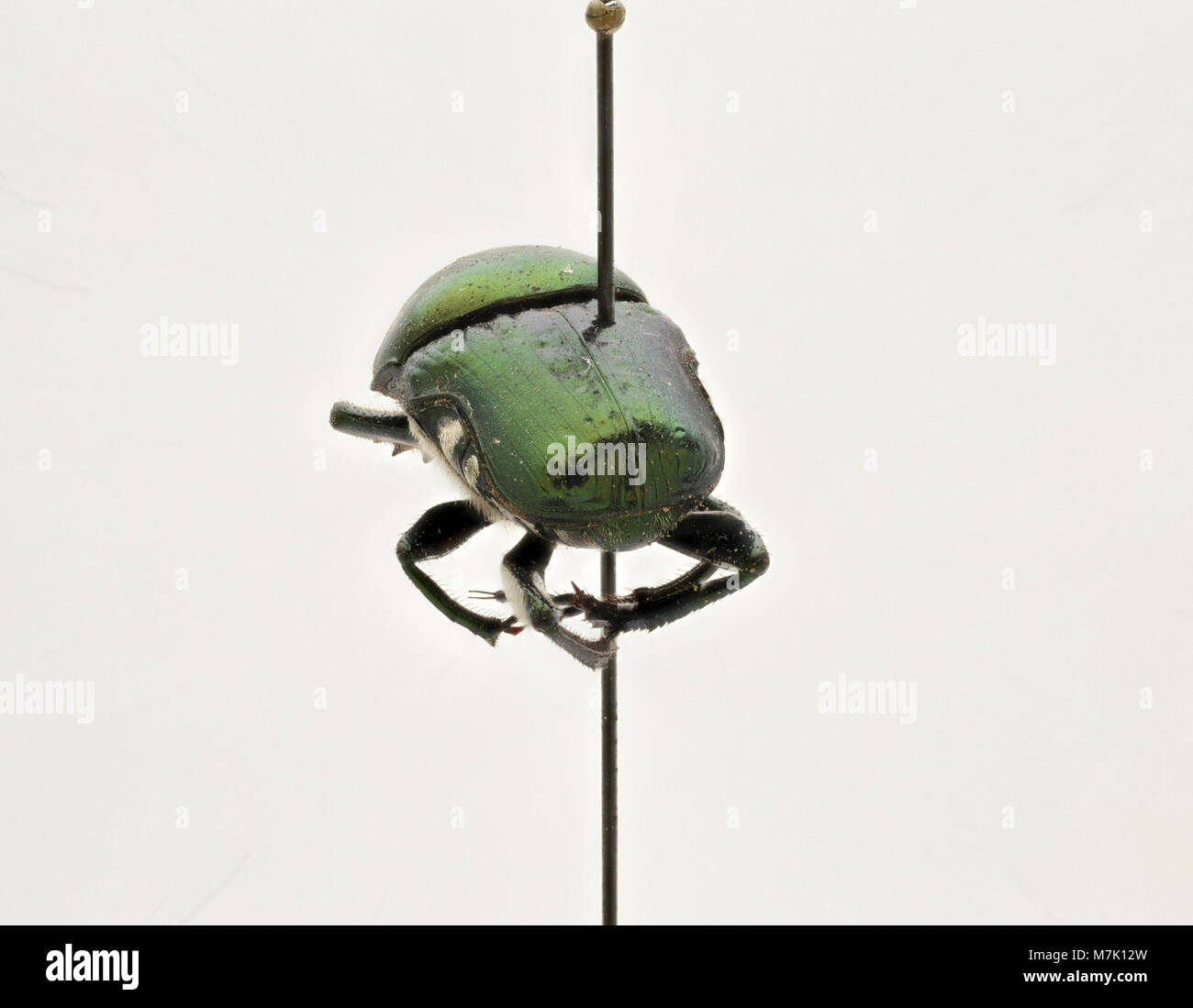 This image depicts Gymnopleurus sericeifrons, a species of dung beetle ...