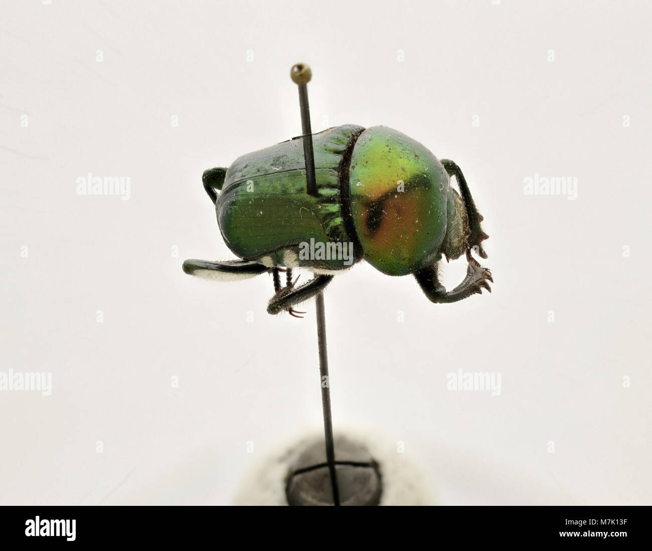 Gymnopleurus sericeifrons (Zoosphere 144 073 Stock Photo - Alamy