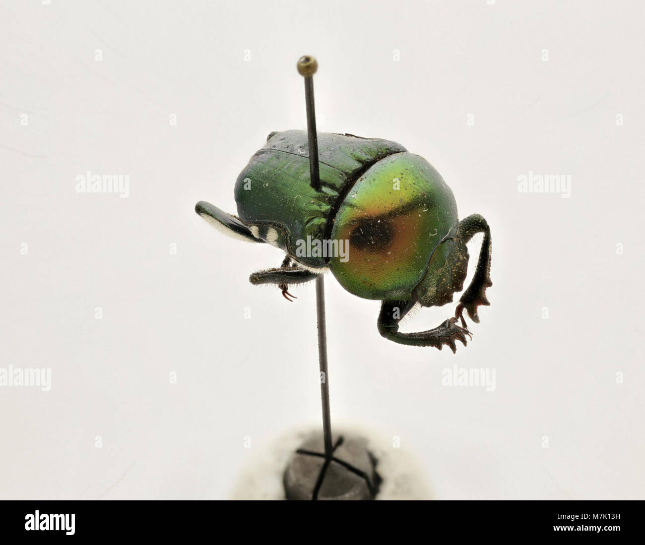 A scientific image of Gymnopleurus sericeifrons, a species of dung ...