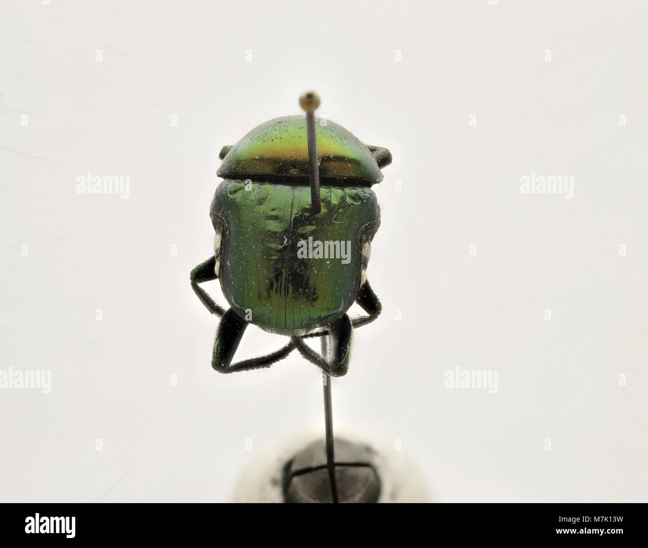 Gymnopleurus sericeifrons (Zoosphere 144 082 Stock Photo - Alamy