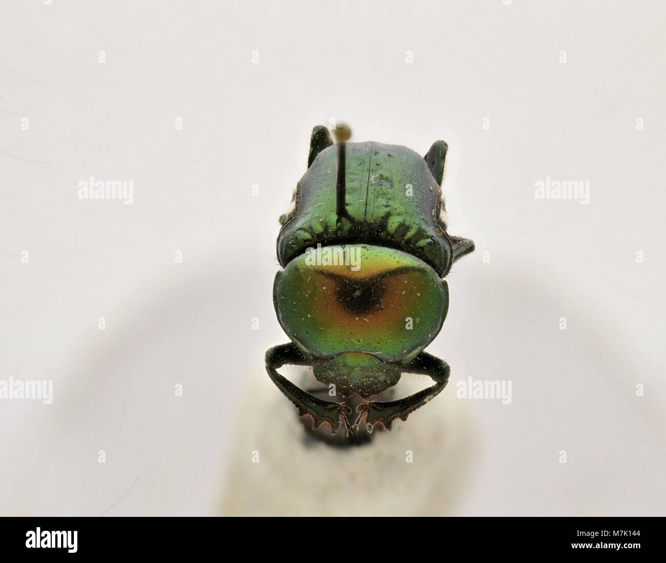 This image showcases Gymnopleurus sericeifrons, a species of dung ...