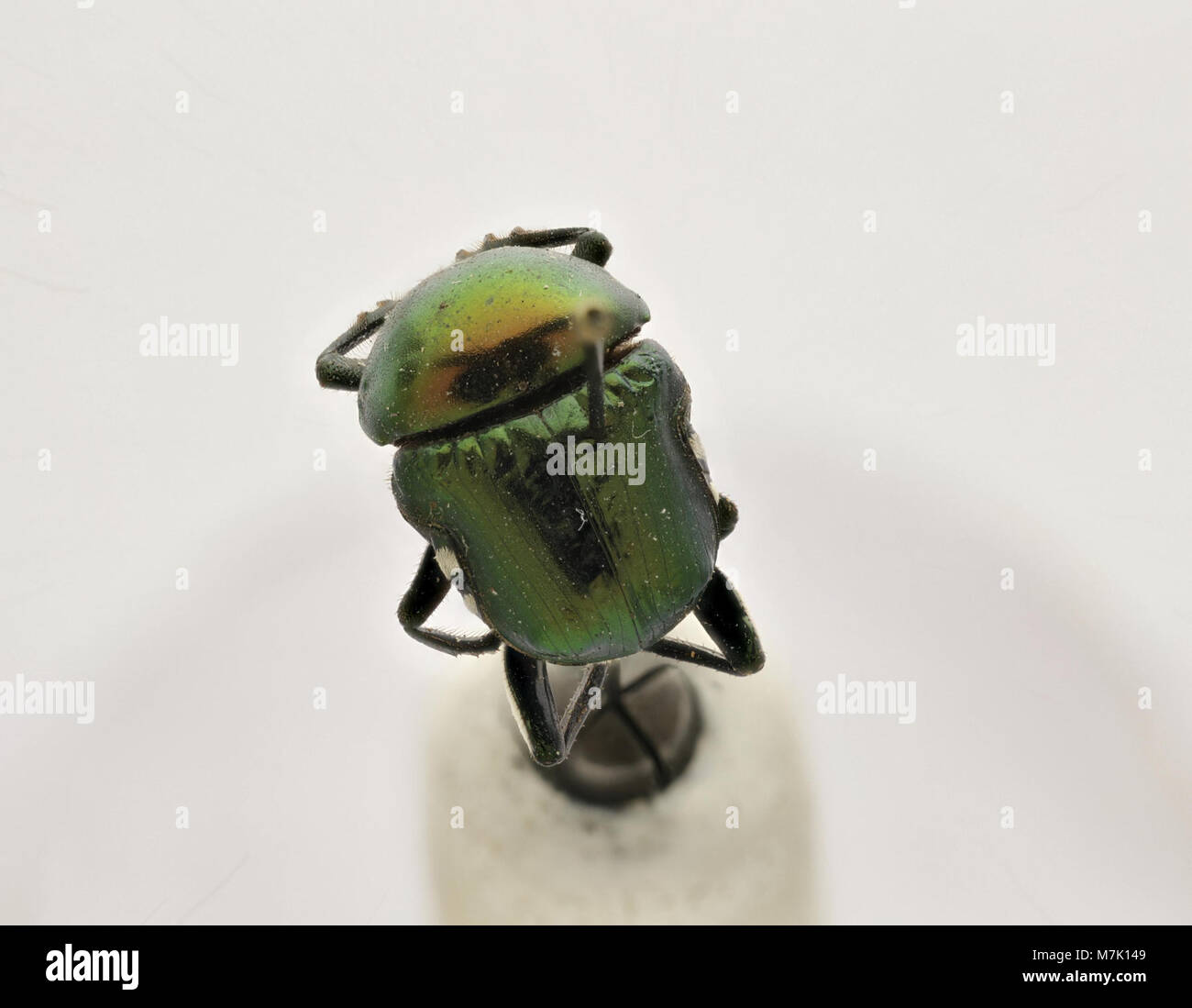Gymnopleurus sericeifrons, a species of dung beetle, is captured in ...