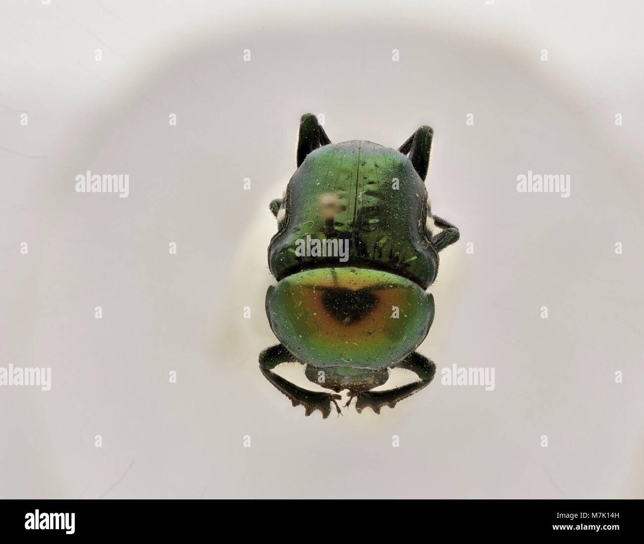 Gymnopleurus sericeifrons, a species of dung beetle in the Scarabaeidae ...