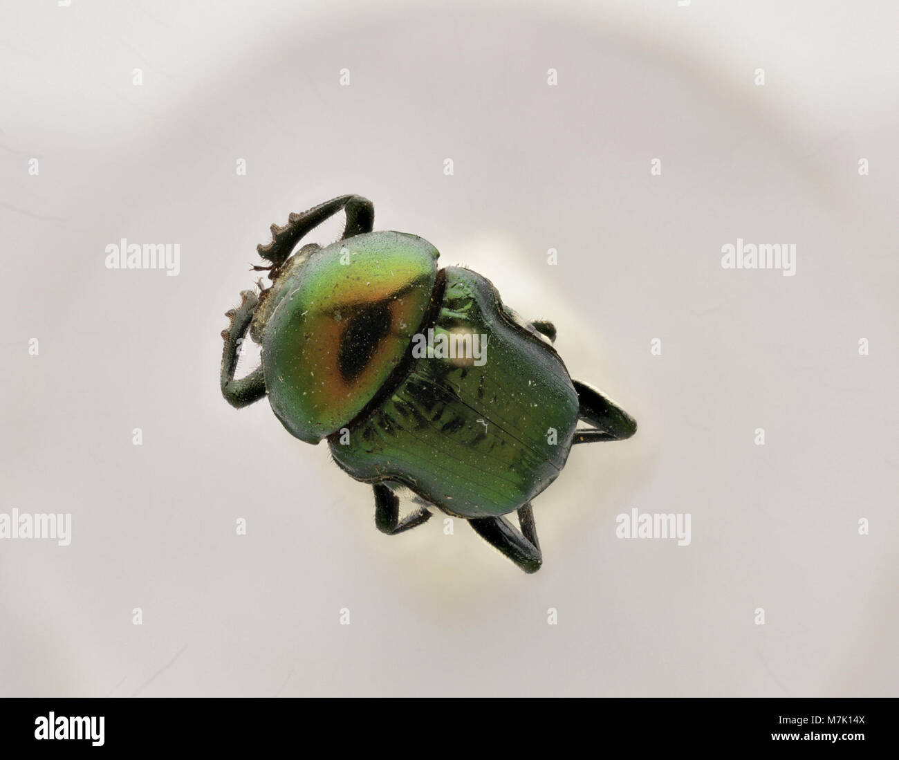 This image features Gymnopleurus sericeifrons, a species of dung beetle ...