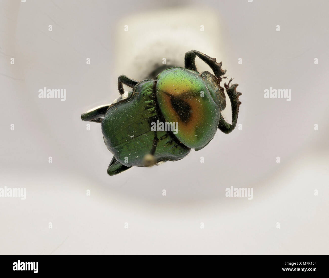 Photograph of Gymnopleurus sericeifrons, a species of dung beetle ...