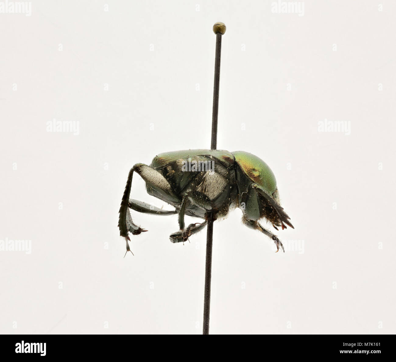 This image shows Gymnopleurus sericeifrons, a species of dung beetle ...