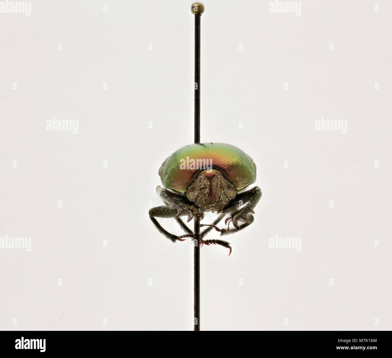 Gymnopleurus sericeifrons is a species of dung beetle, notable for its ...