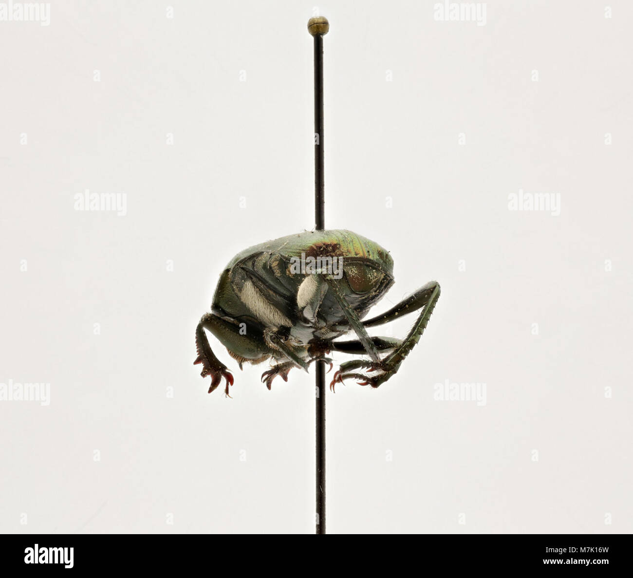 An image of Gymnopleurus sericeifrons, a species of dung beetle known ...