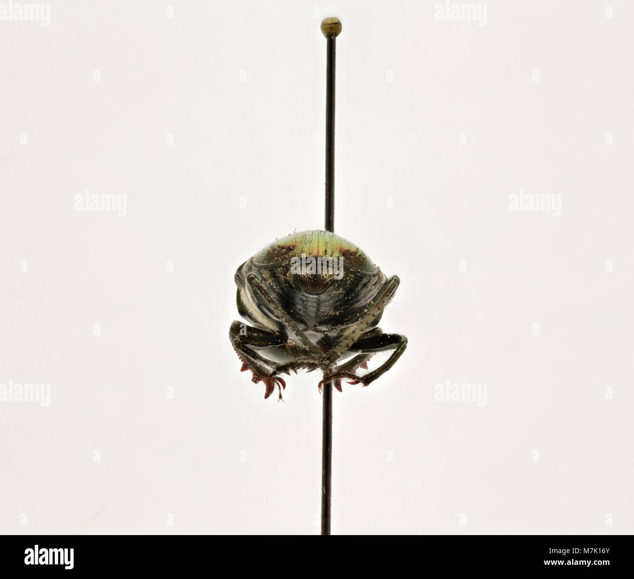 Gymnopleurus sericeifrons (Zoosphere 146 034 Stock Photo - Alamy