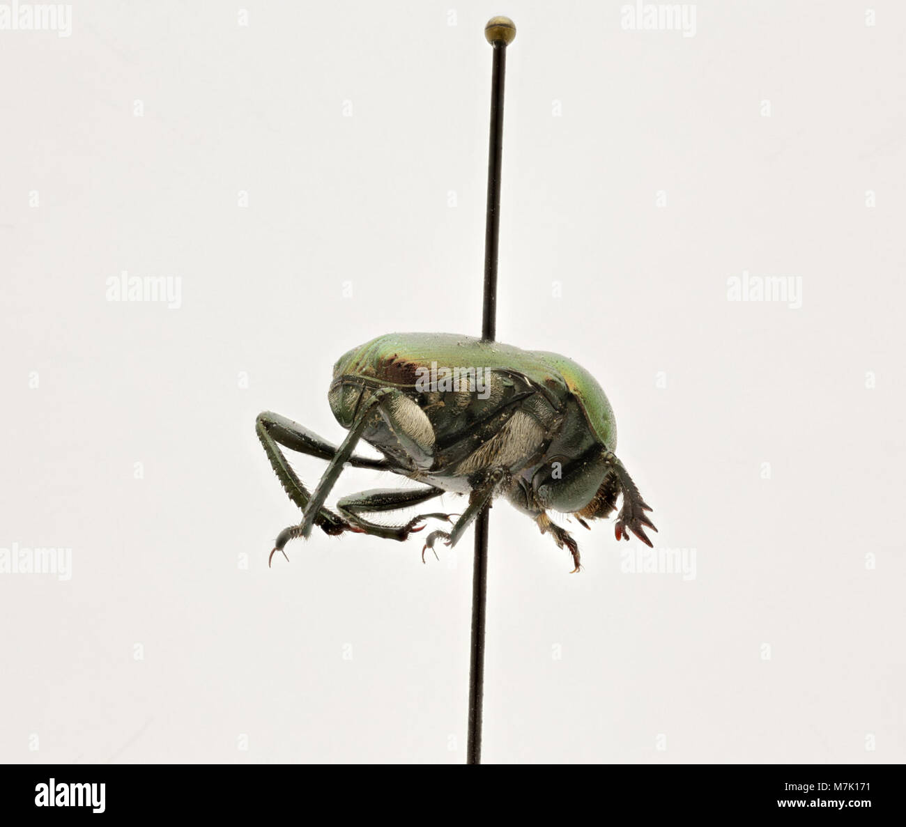 Gymnopleurus sericeifrons (Zoosphere 146 036 Stock Photo - Alamy