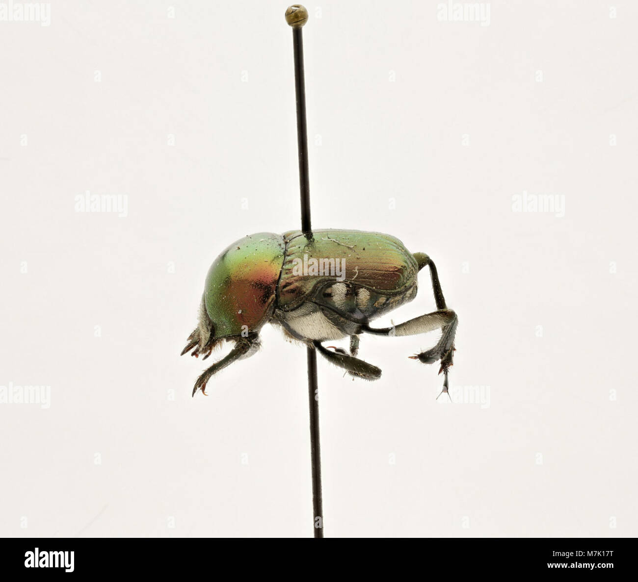 Gymnopleurus sericeifrons, a species of dung beetle, known for its ...