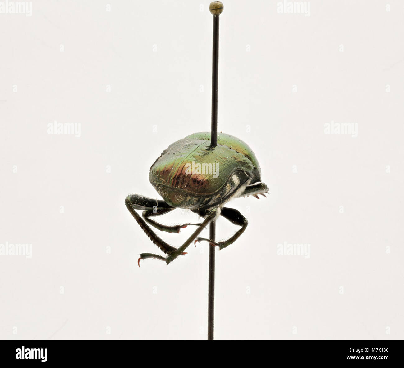 Gymnopleurus sericeifrons (Zoosphere 146 059 Stock Photo - Alamy