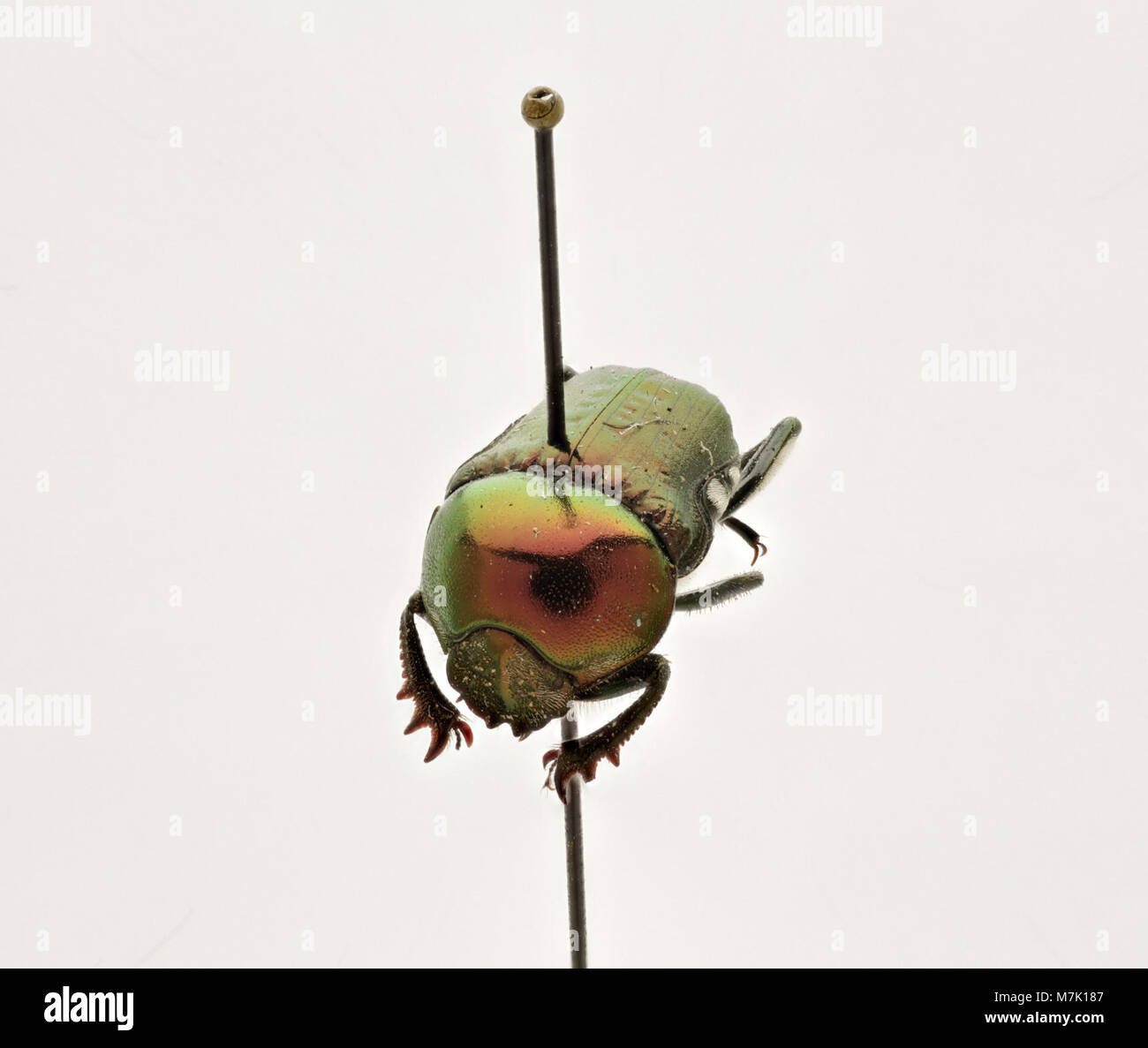 An image of Gymnopleurus sericeifrons, a species of dung beetle known ...