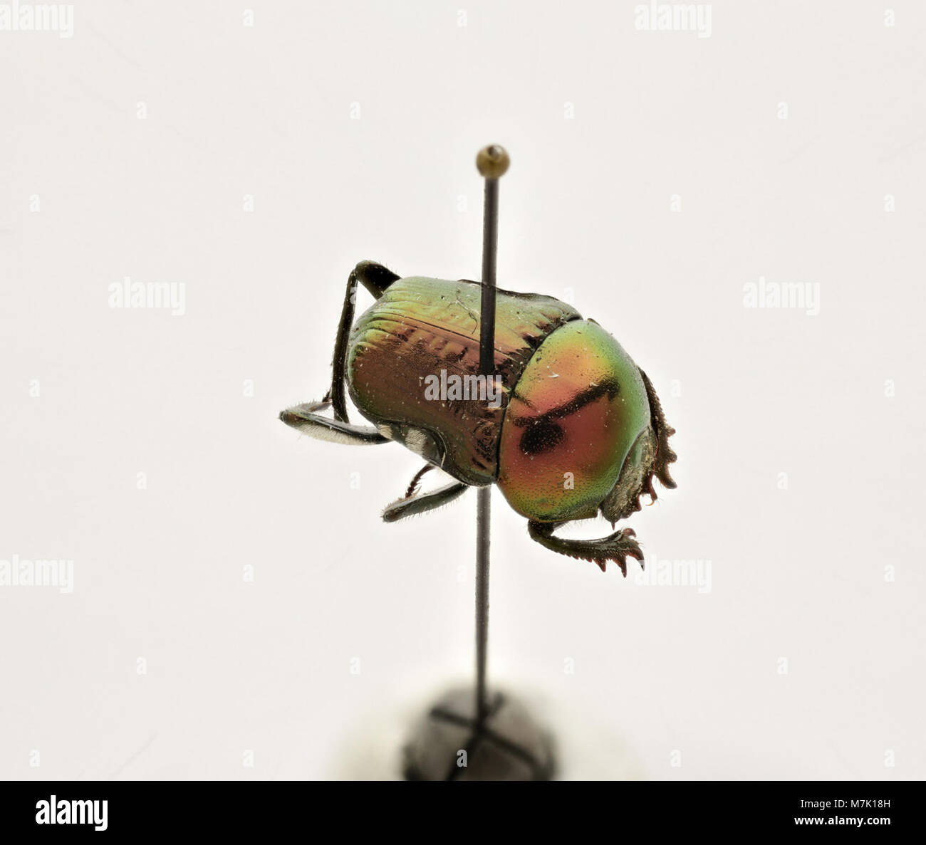 Gymnopleurus sericeifrons (Zoosphere 146 074 Stock Photo - Alamy