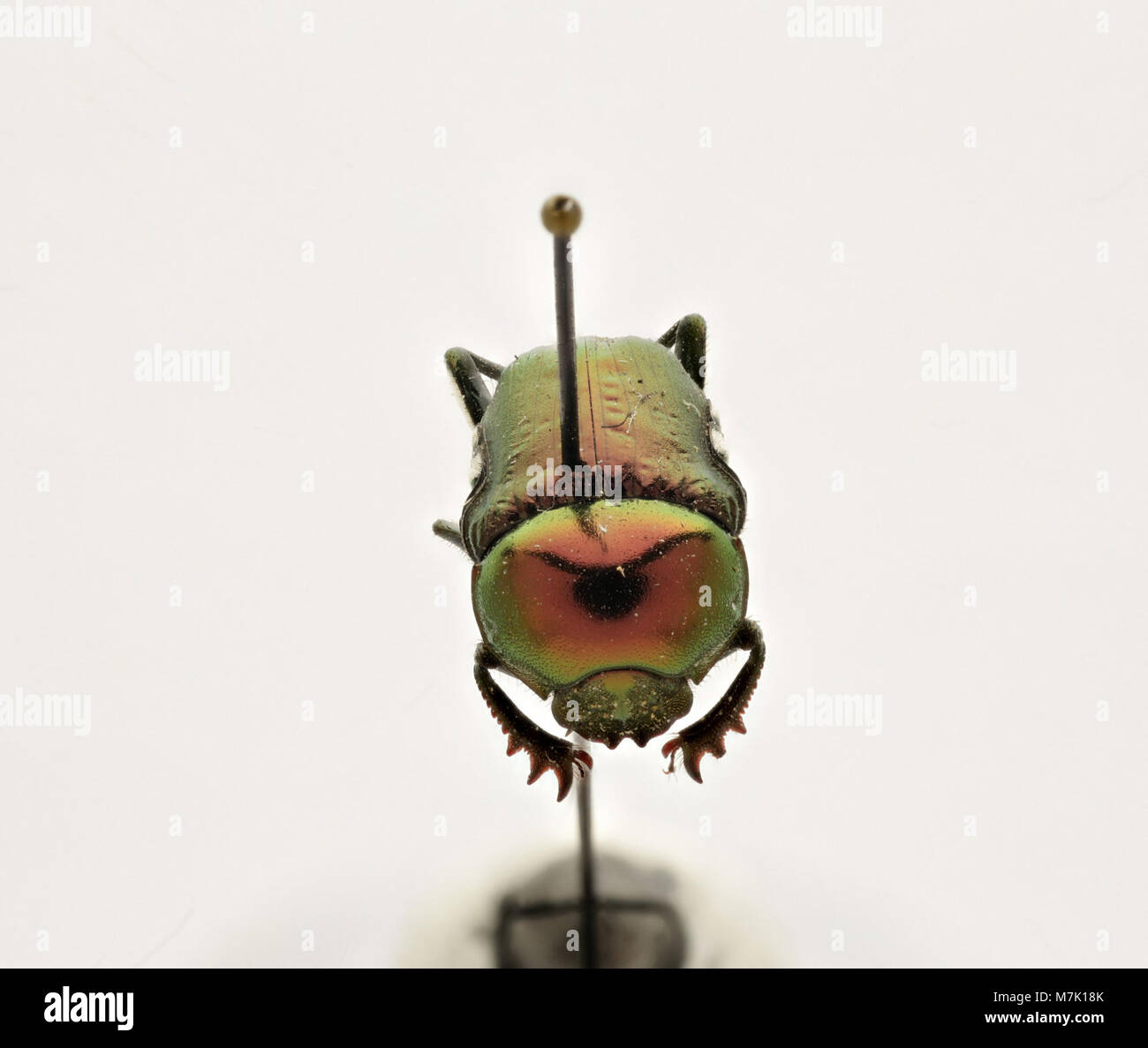 Gymnopleurus sericeifrons (Zoosphere 146 076 Stock Photo - Alamy