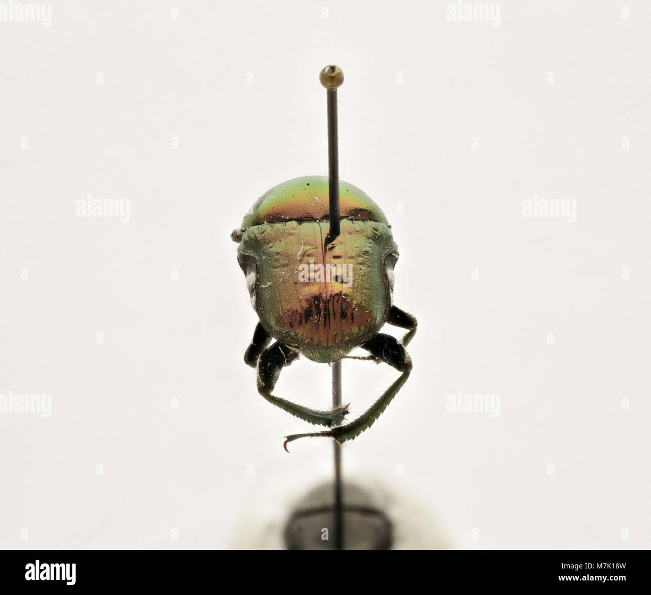 This image features the species *Gymnopleurus sericeifrons*, a type of ...