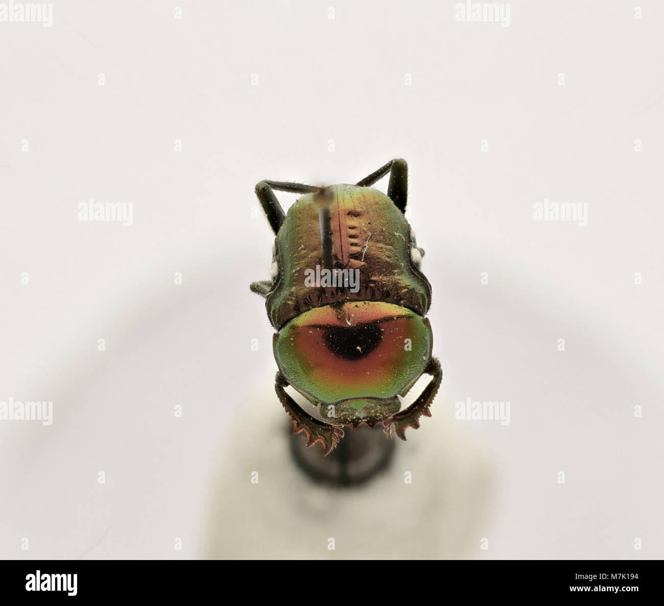 This image depicts Gymnopleurus sericeifrons, a species of dung beetle ...