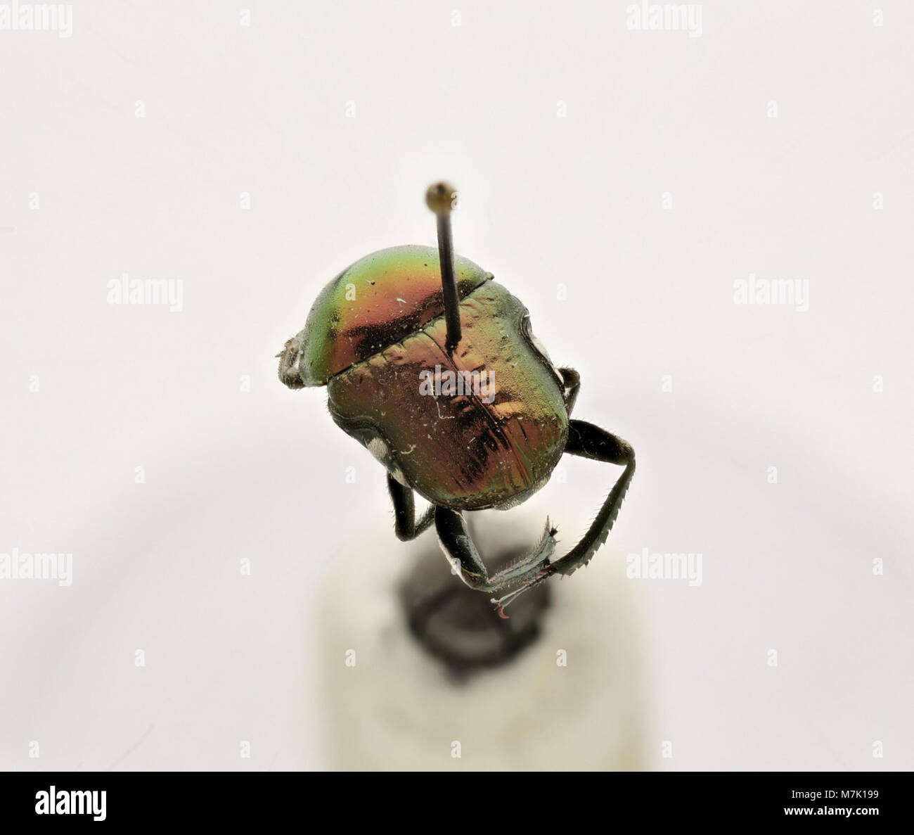 This image features the Gymnopleurus sericeifrons, a species of beetle ...