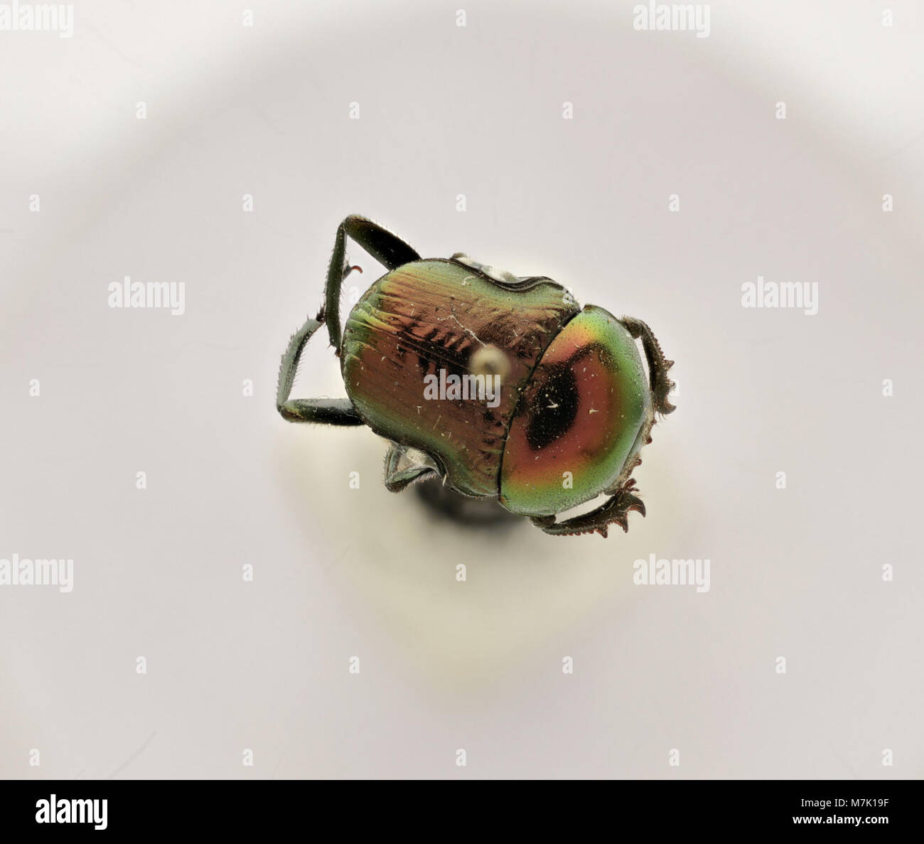Gymnopleurus sericeifrons (Zoosphere 146 098 Stock Photo - Alamy