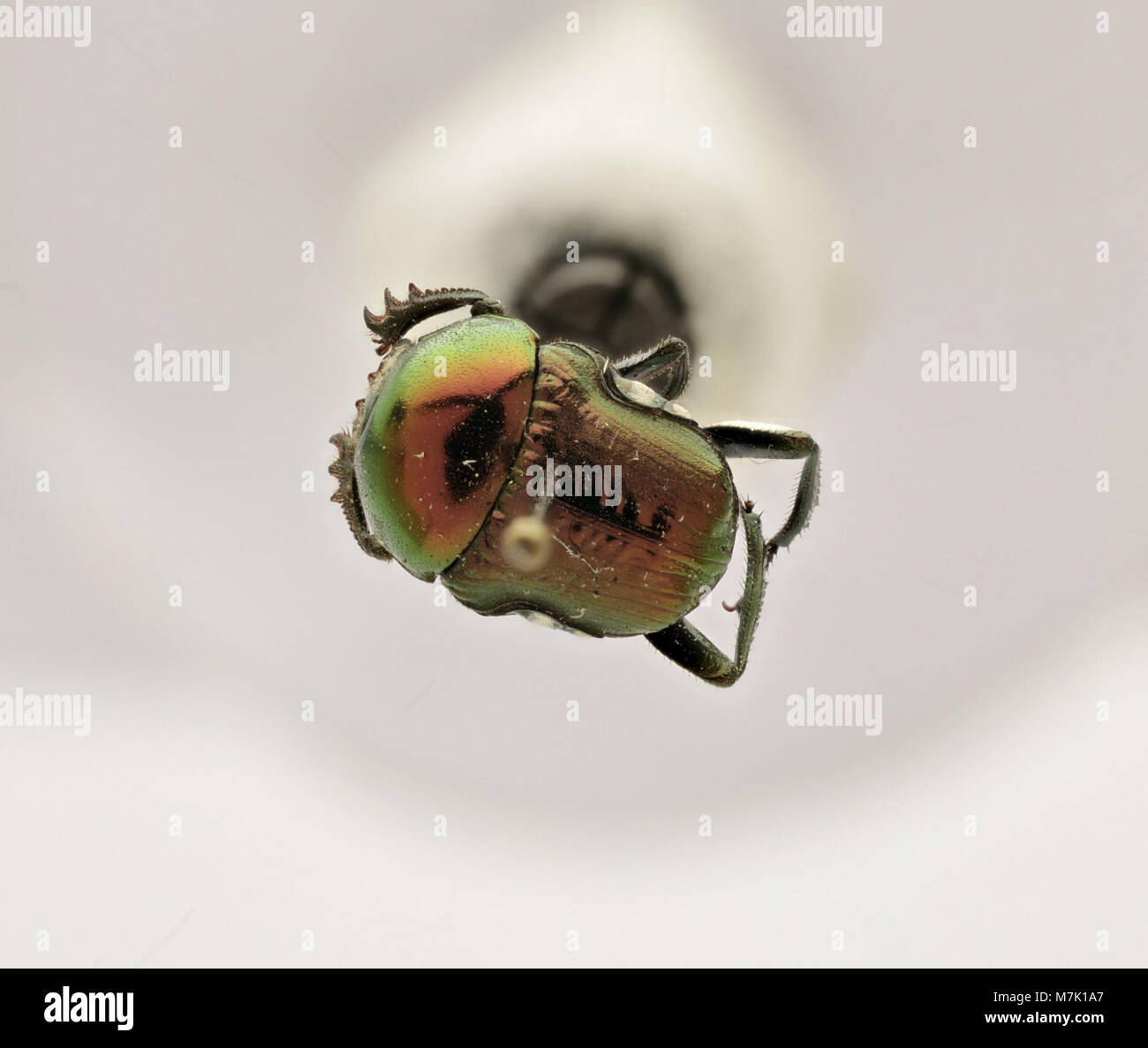 Gymnopleurus sericeifrons (Zoosphere 146 116 Stock Photo - Alamy