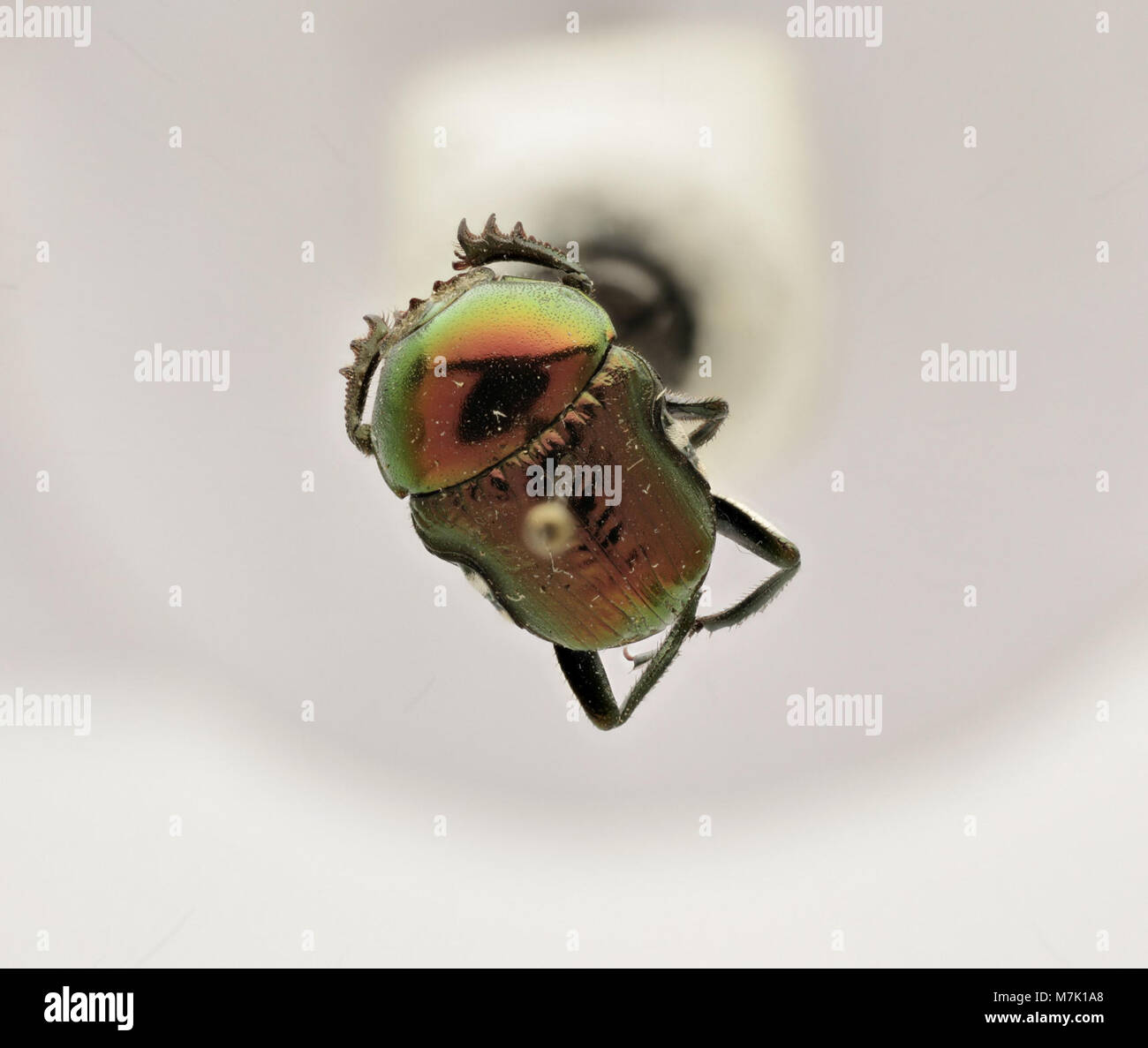 Gymnopleurus sericeifrons is a species of beetle described in Zoosphere ...