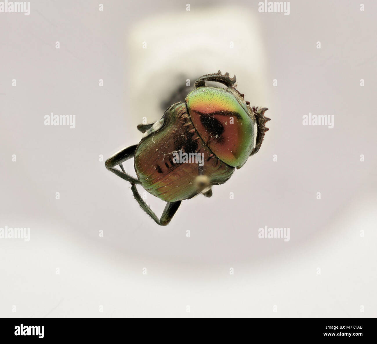 Gymnopleurus sericeifrons (Zoosphere 146 120 Stock Photo - Alamy