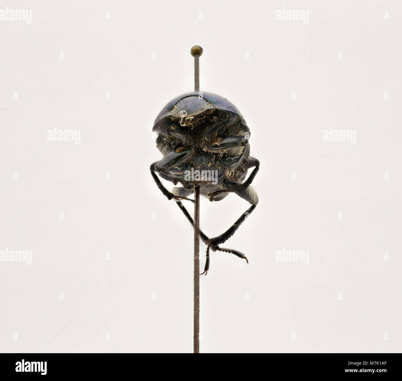 Gymnopleurus sericeifrons (Zoosphere 147 004 Stock Photo - Alamy