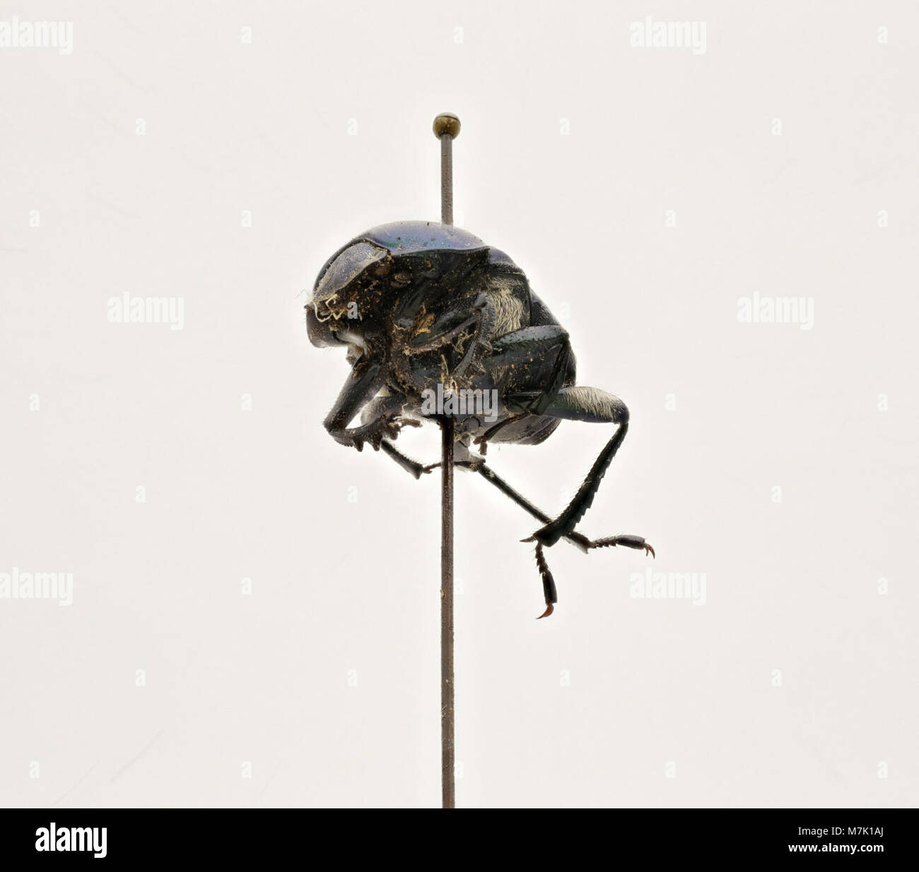 Gymnopleurus sericeifrons (Zoosphere 147 005 Stock Photo - Alamy