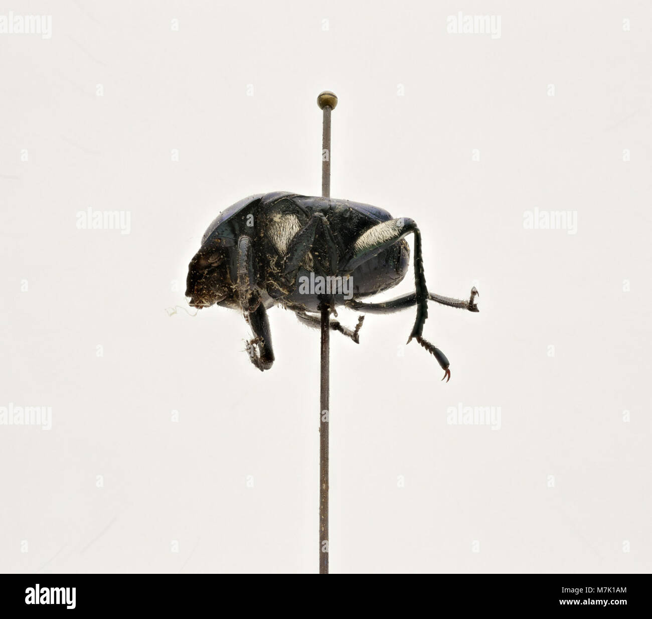 Gymnopleurus sericeifrons (Zoosphere 147 007 Stock Photo - Alamy