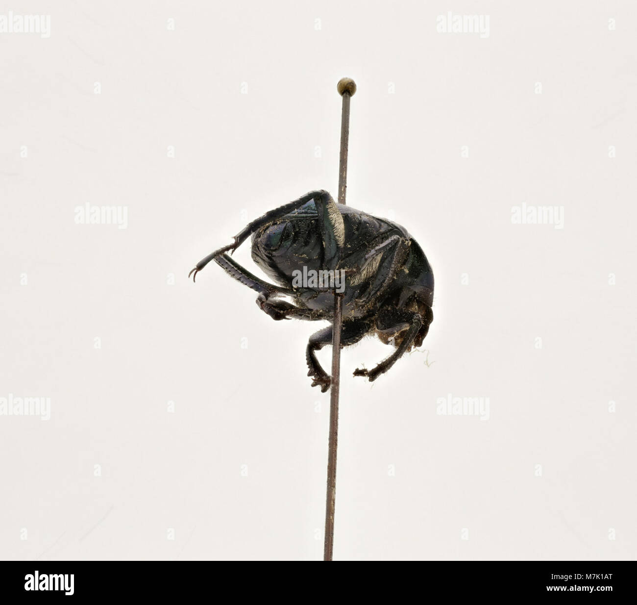 This image features Gymnopleurus sericeifrons, a species of dung beetle ...