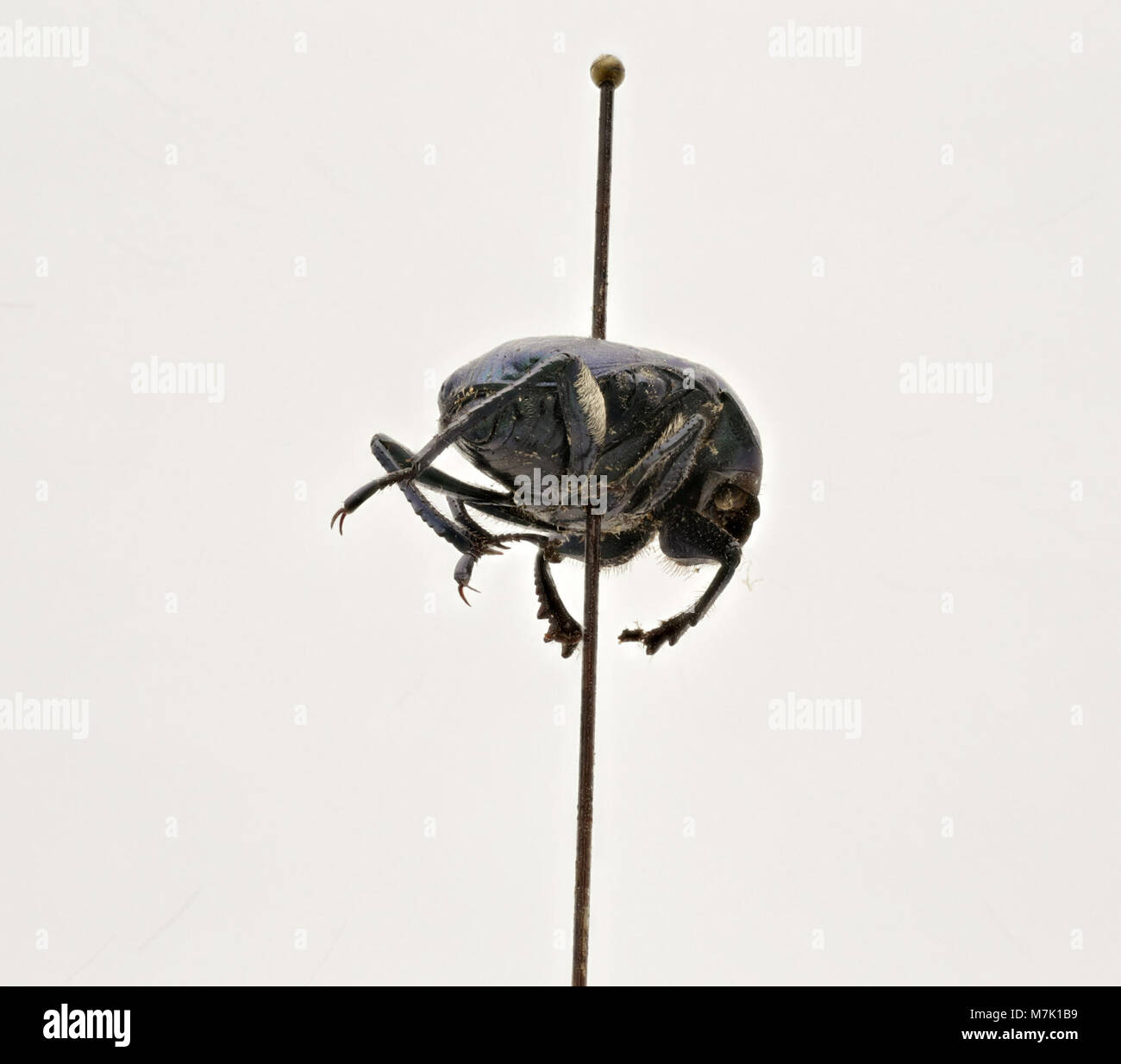 Gymnopleurus sericeifrons (Zoosphere 147 023 Stock Photo - Alamy