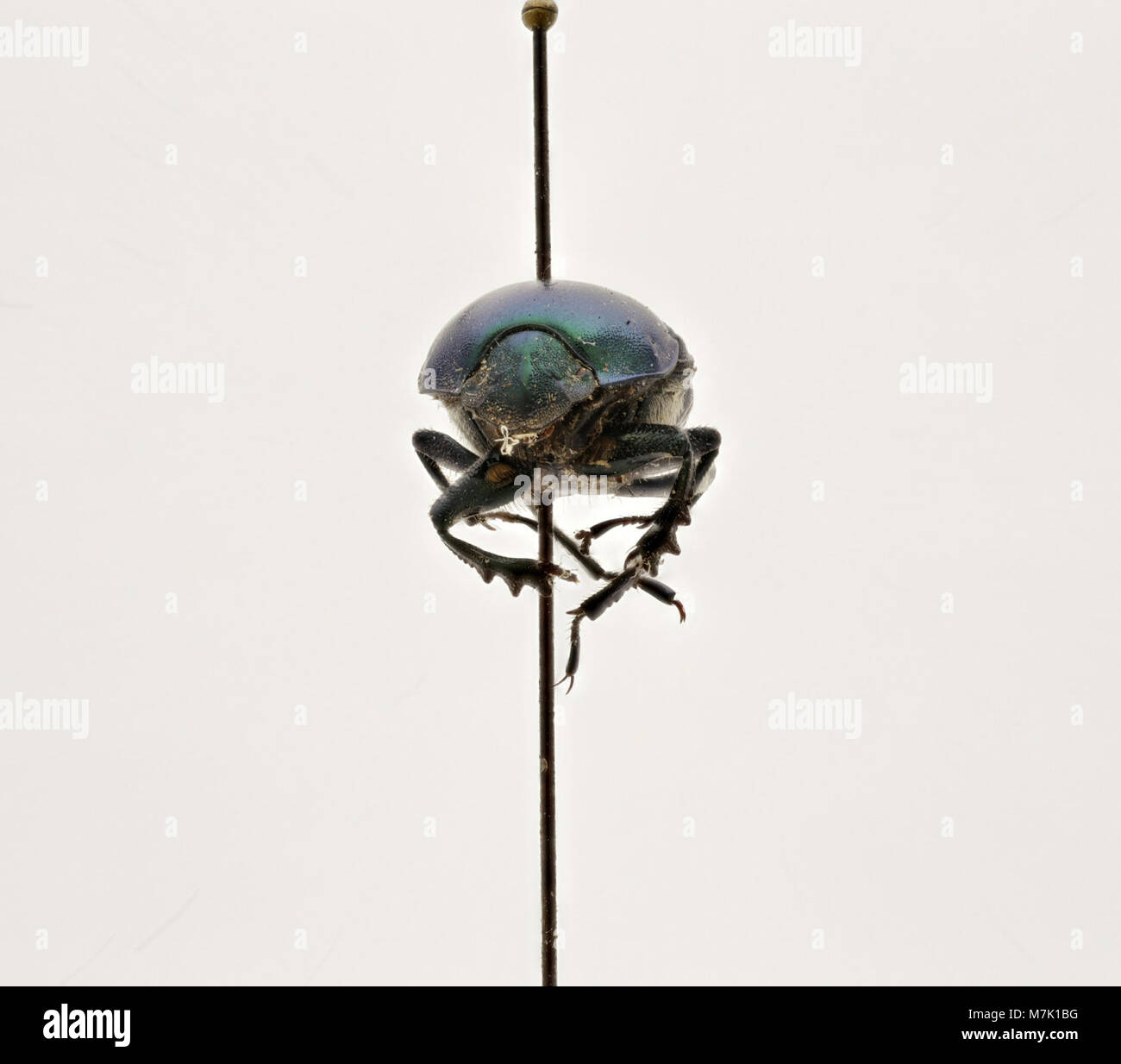 Gymnopleurus sericeifrons (Zoosphere 147 028 Stock Photo - Alamy