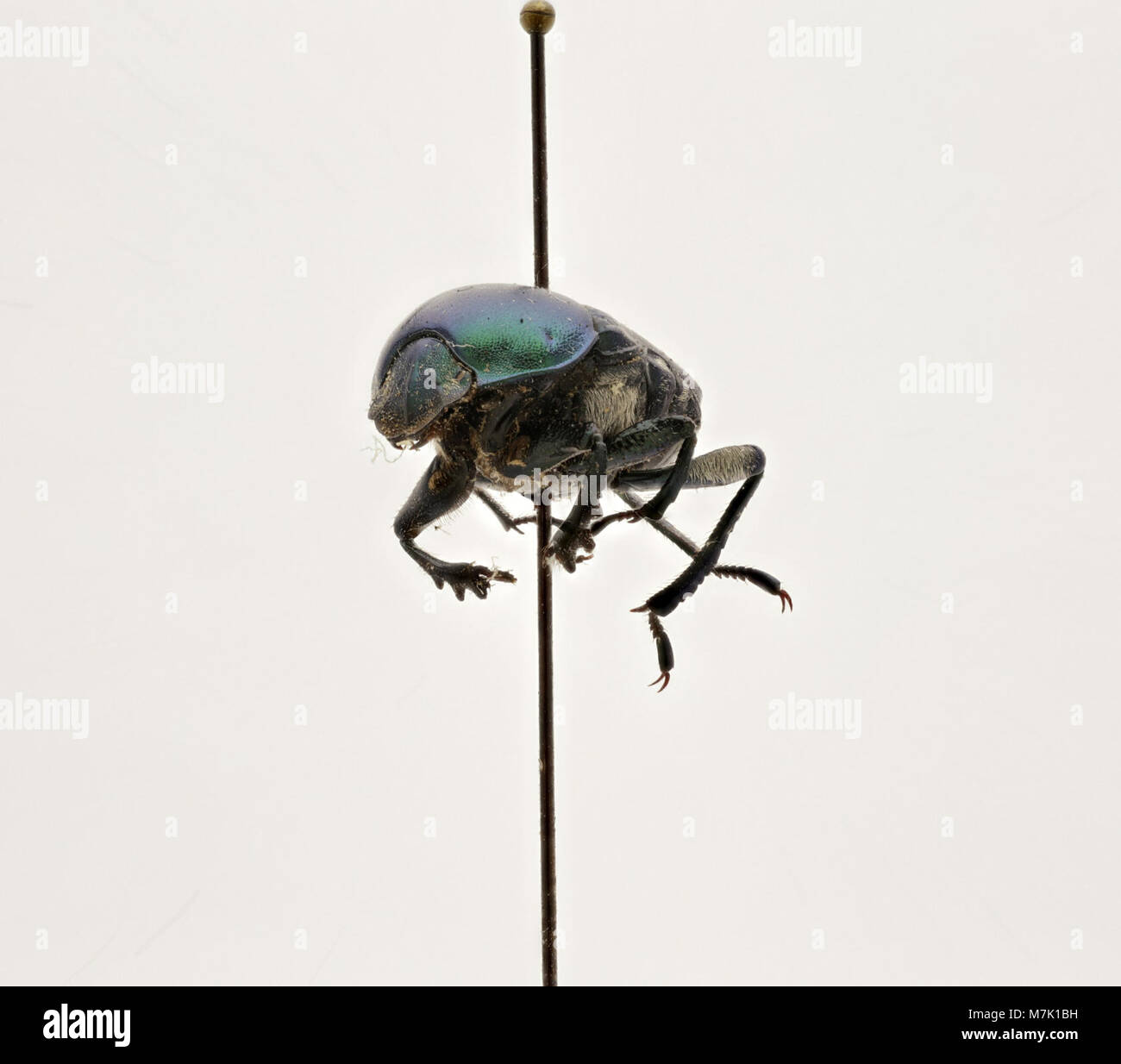 Gymnopleurus sericeifrons (Zoosphere 147 029 Stock Photo - Alamy