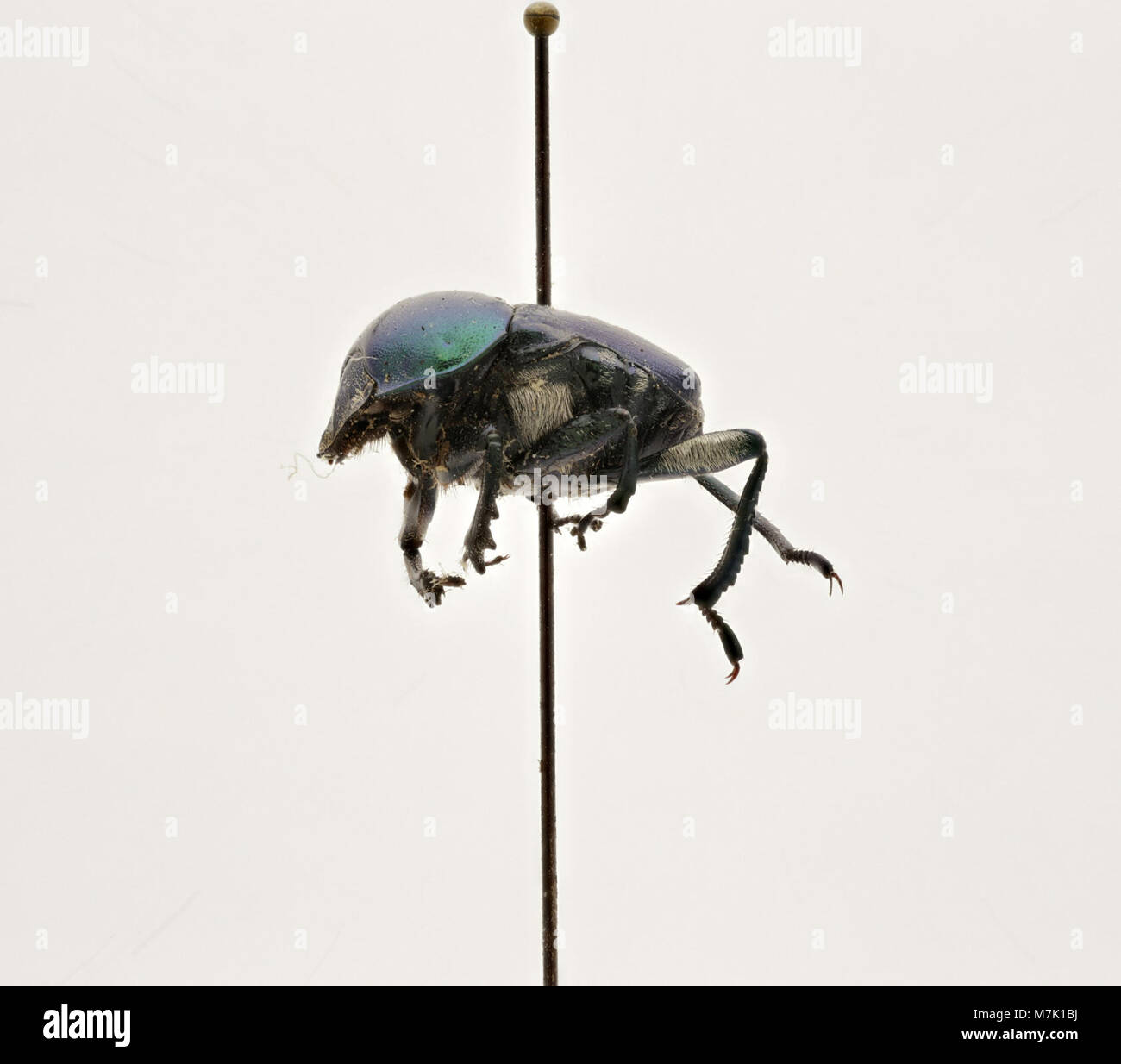 Gymnopleurus sericeifrons is a species of dung beetle belonging to the ...