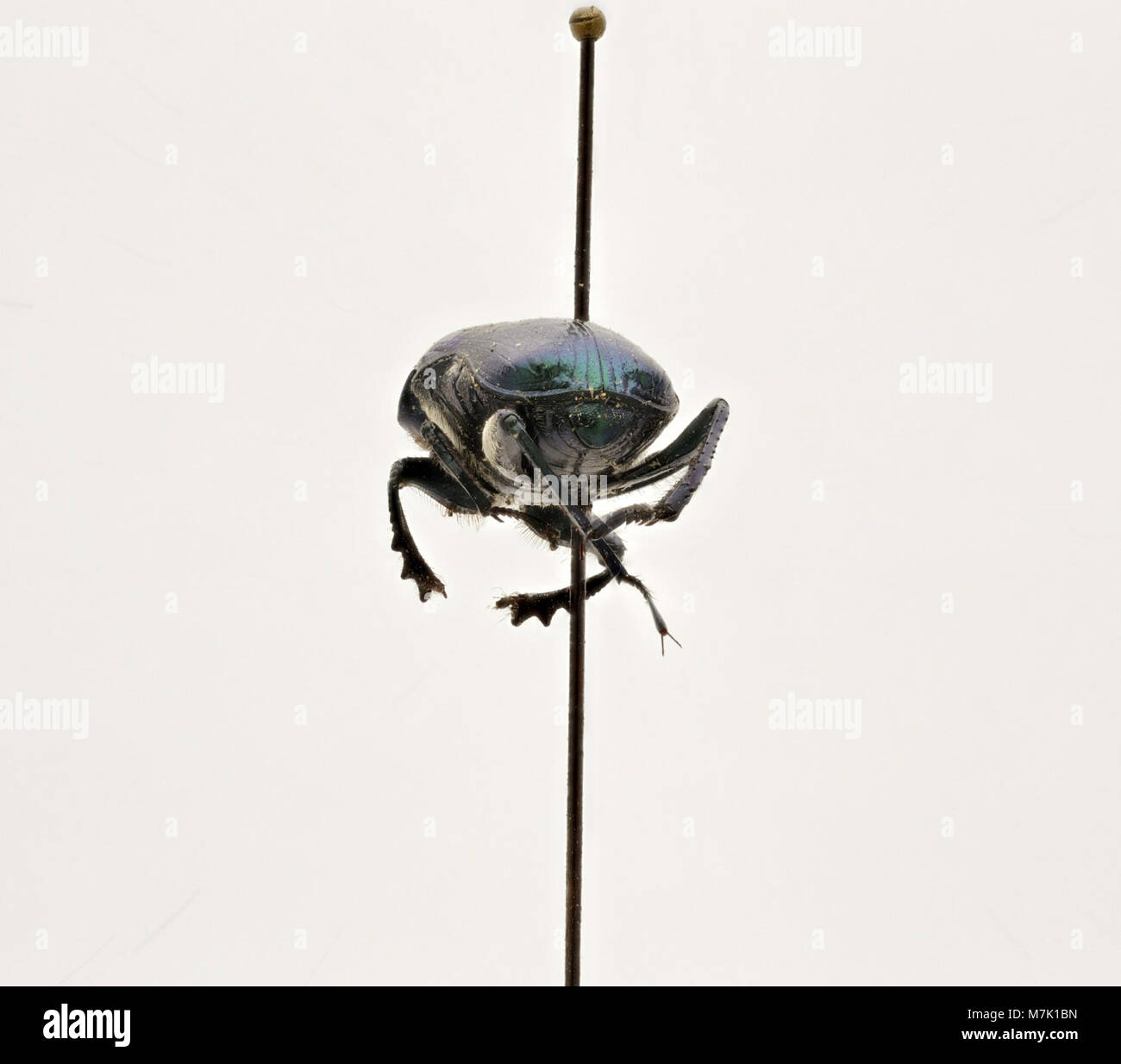 Gymnopleurus sericeifrons (Zoosphere 147 033 Stock Photo - Alamy