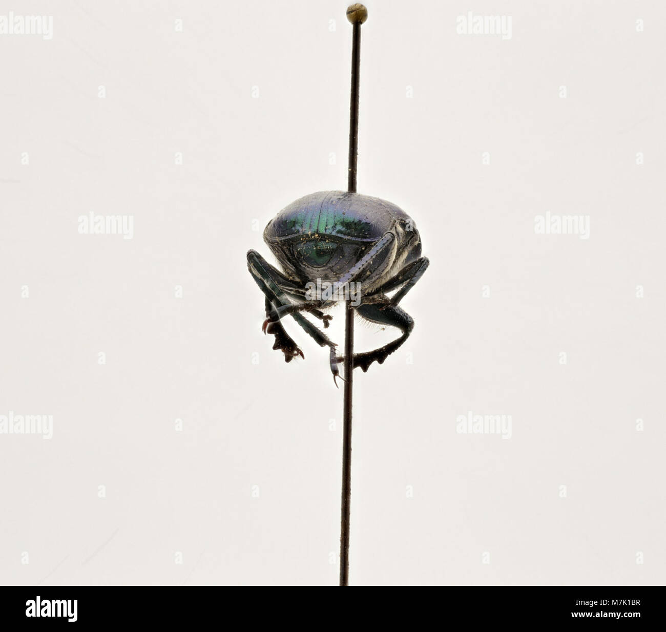 Gymnopleurus sericeifrons (Zoosphere 147 034 Stock Photo - Alamy