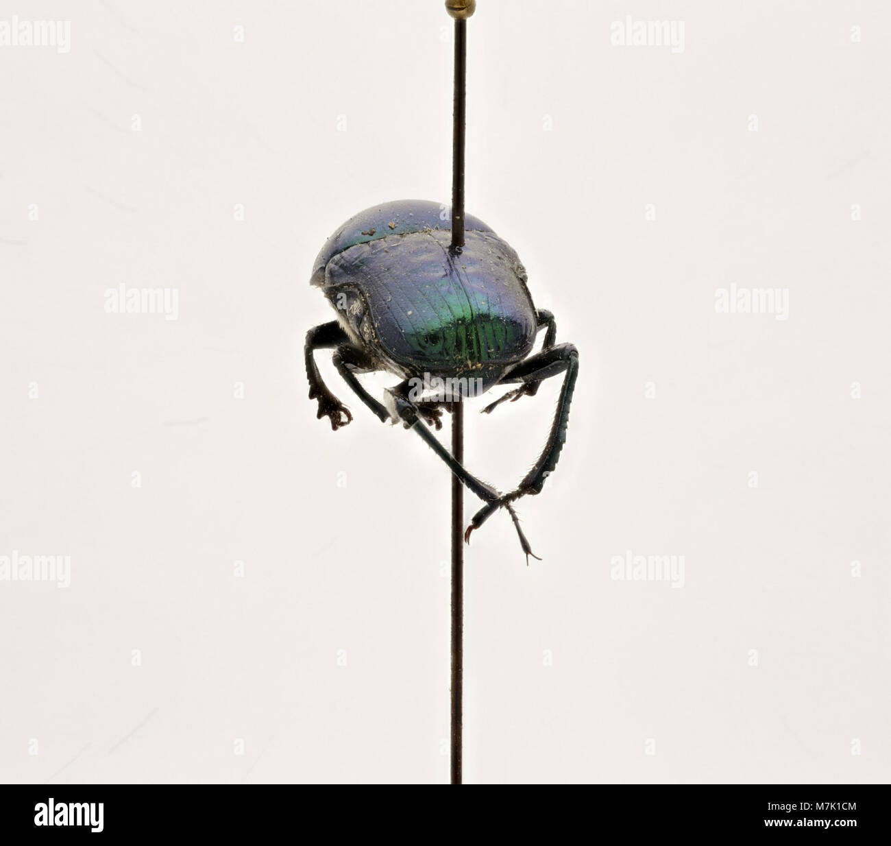 Gymnopleurus sericeifrons (Zoosphere 147 057 Stock Photo - Alamy